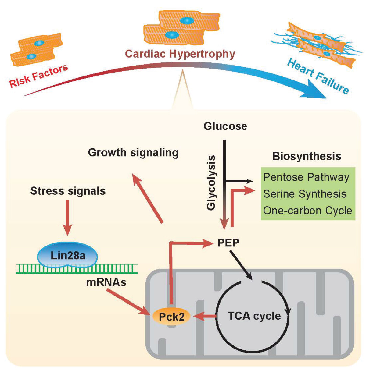 RESEARCH - LIU LAB